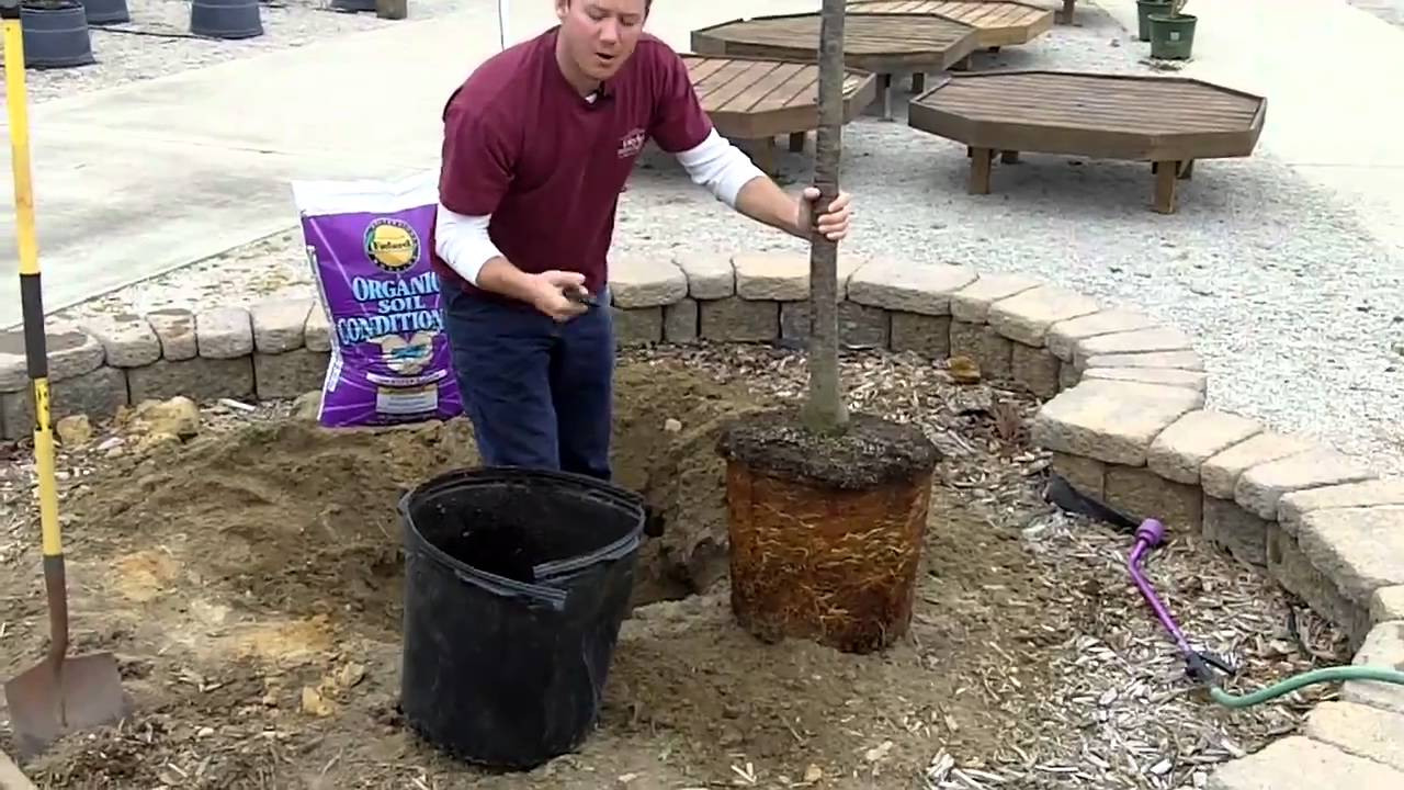 How to Properly Plant Trees & Shrubs - YouTube