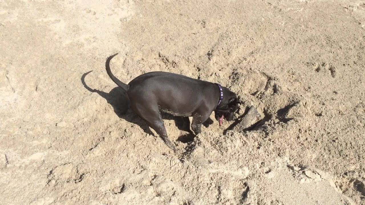 Dog at Kailua Beach - YouTube
