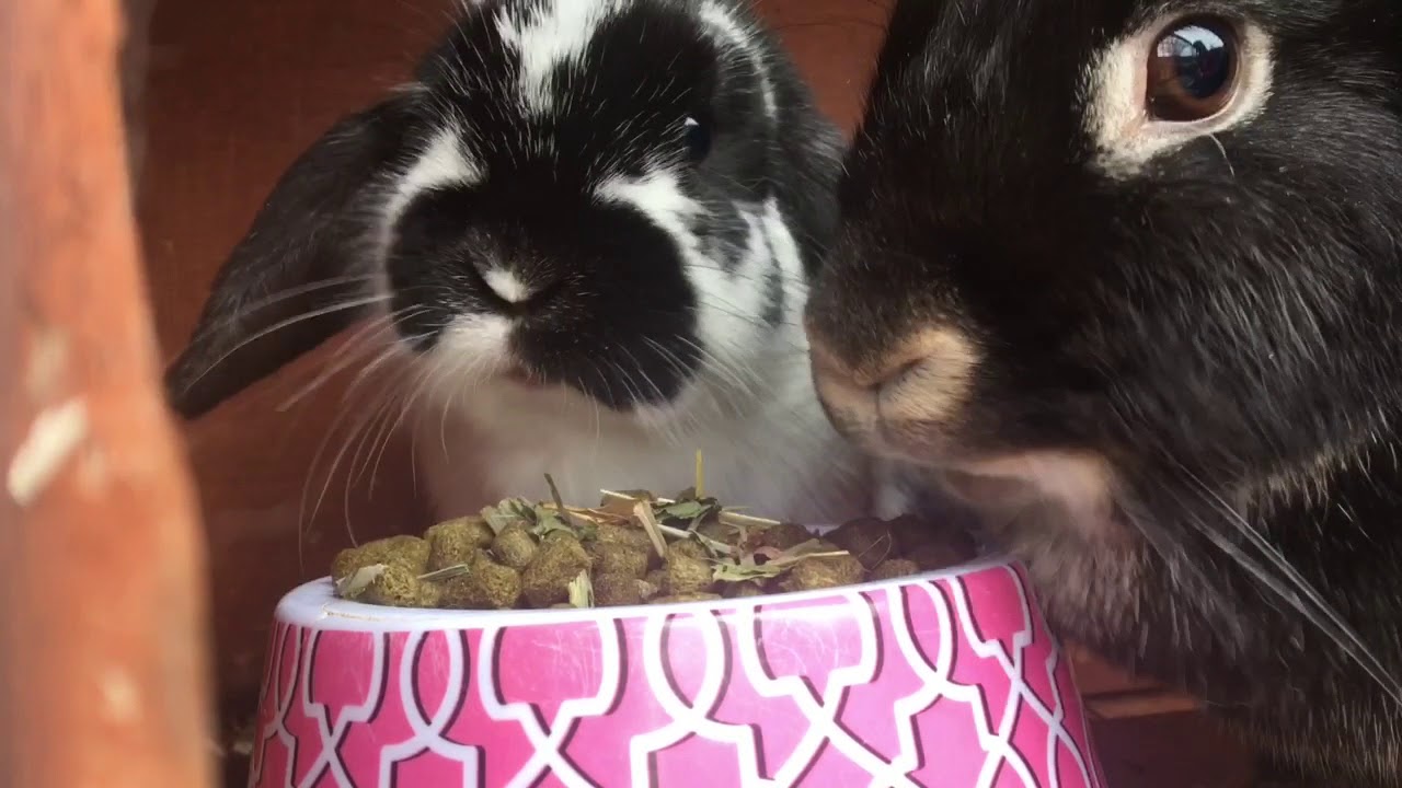 Bunny Morning Routine🐰 - YouTube