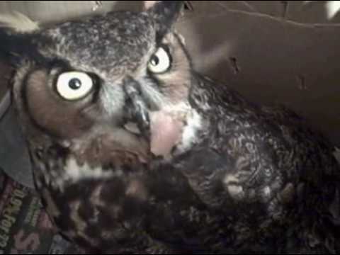 Feeding Rescued Great Horned Owl With Broken Wing #3 - YouTube