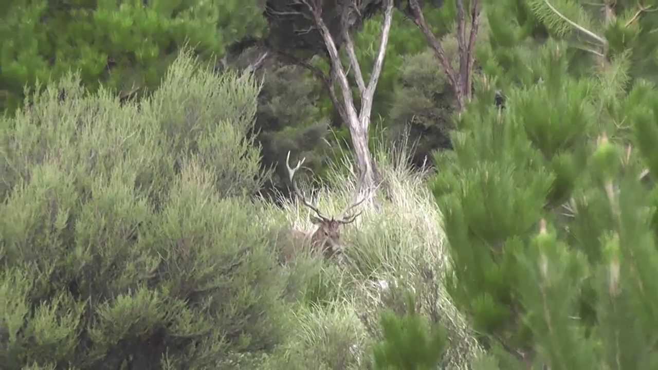 Roaring red stags, big wild 13 point stag - YouTube