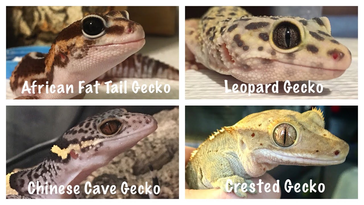 Meet All of My Geckos! | + Feeding All My Geckos! - YouTube