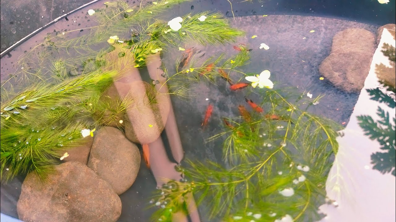 setting up a breeding tub for my platies / how to breed platy fish or ...