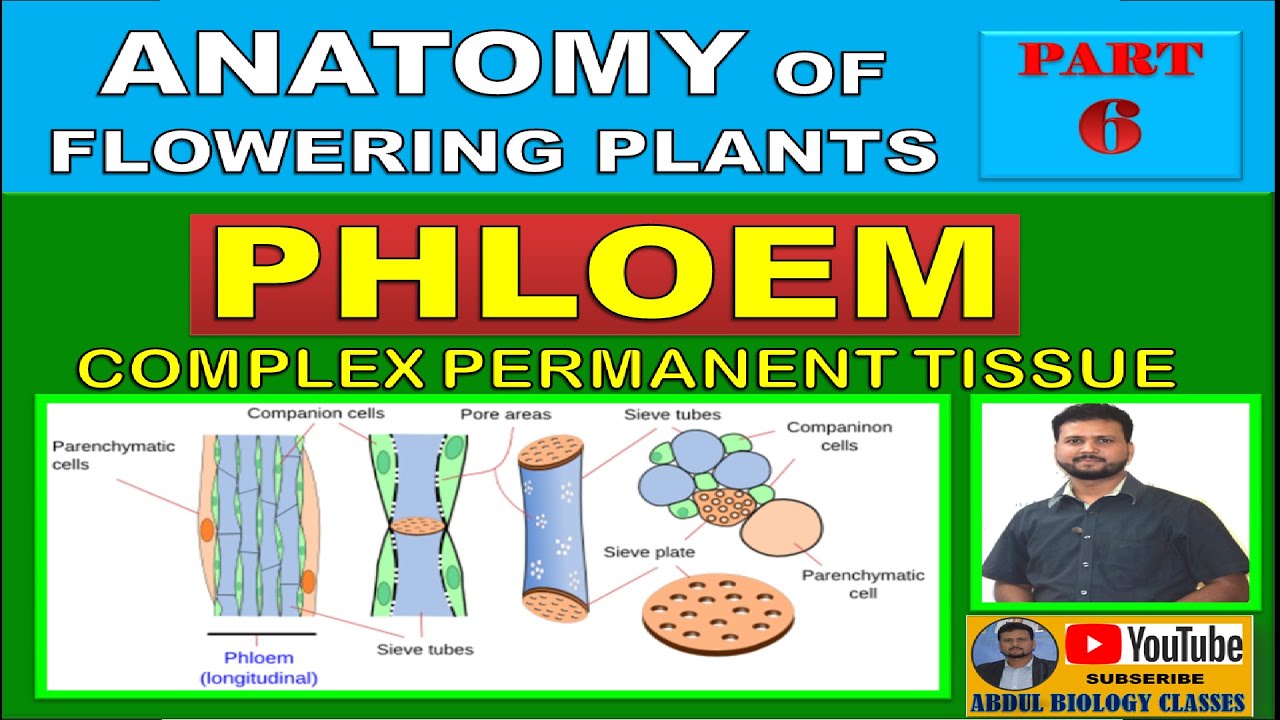 PHLOEM | Complex Permanent Tissue | Anatomy of Flowering Plants | Part ...