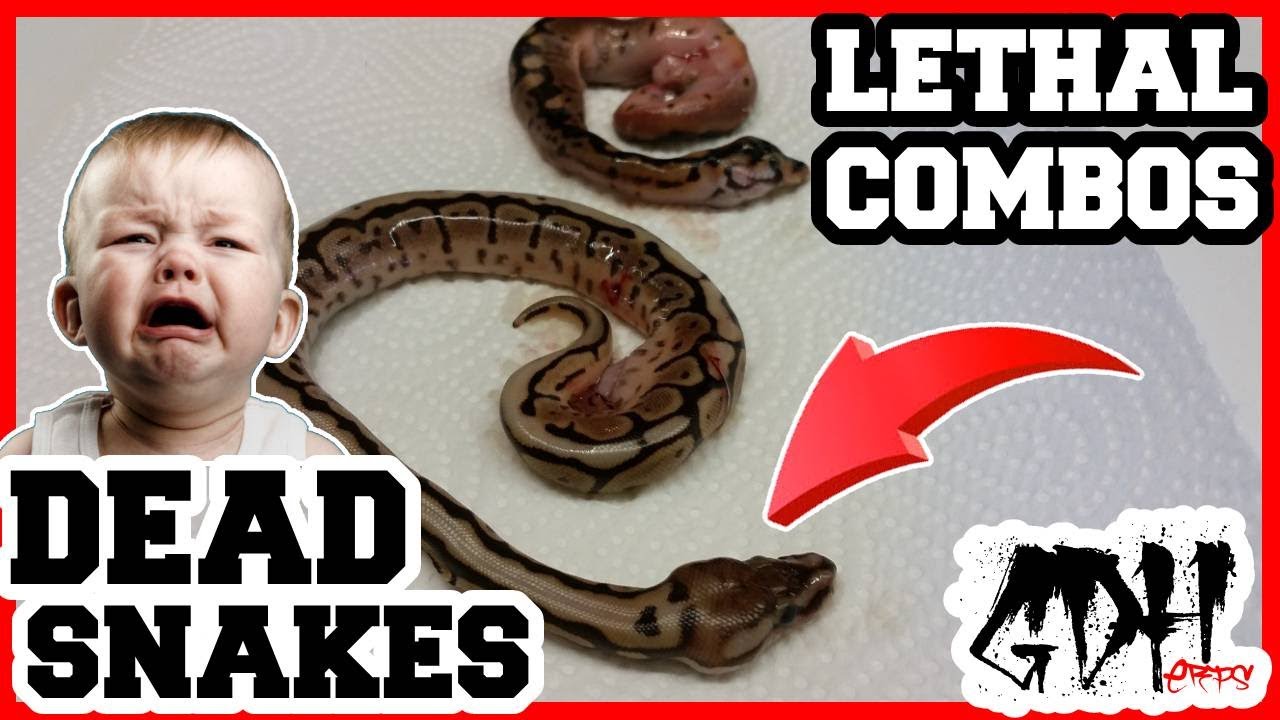 LETHAL BALL PYTHON COMBOS ~ DON'T BREED THESE! - YouTube