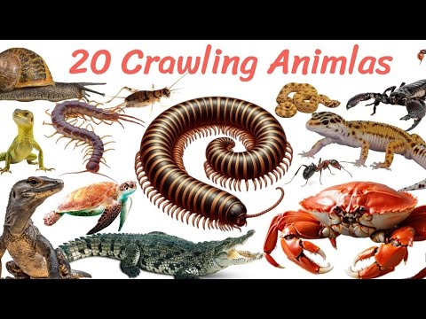 🪱🦎 50+ Crawling Animals Names in English with Pictures & Sounds | Learn ...