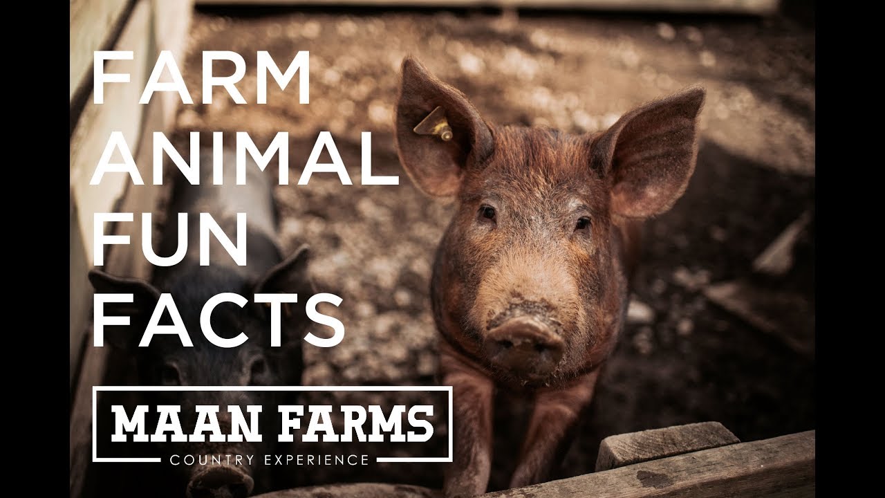 MAAN FARMS : Farm Animal Fun Facts! - YouTube