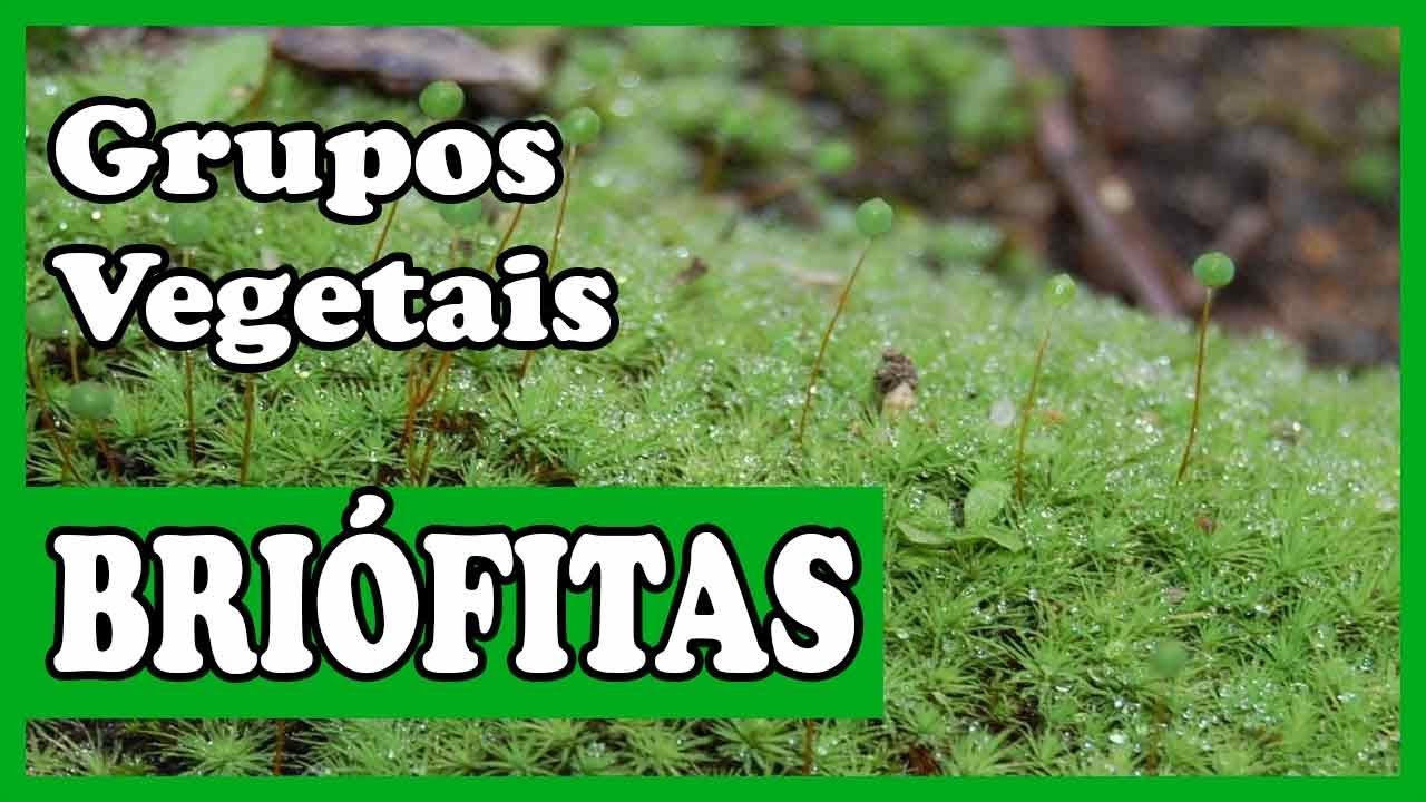 Briófitas Botânica Grupos vegetais - YouTube