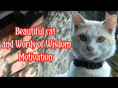 Beautiful Cats and Words of Wisdom Motivation 03-12-22 @wonderful_cat ...