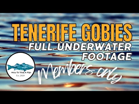 Underwater Tenerife Rock pool footage How many species can you spot ...