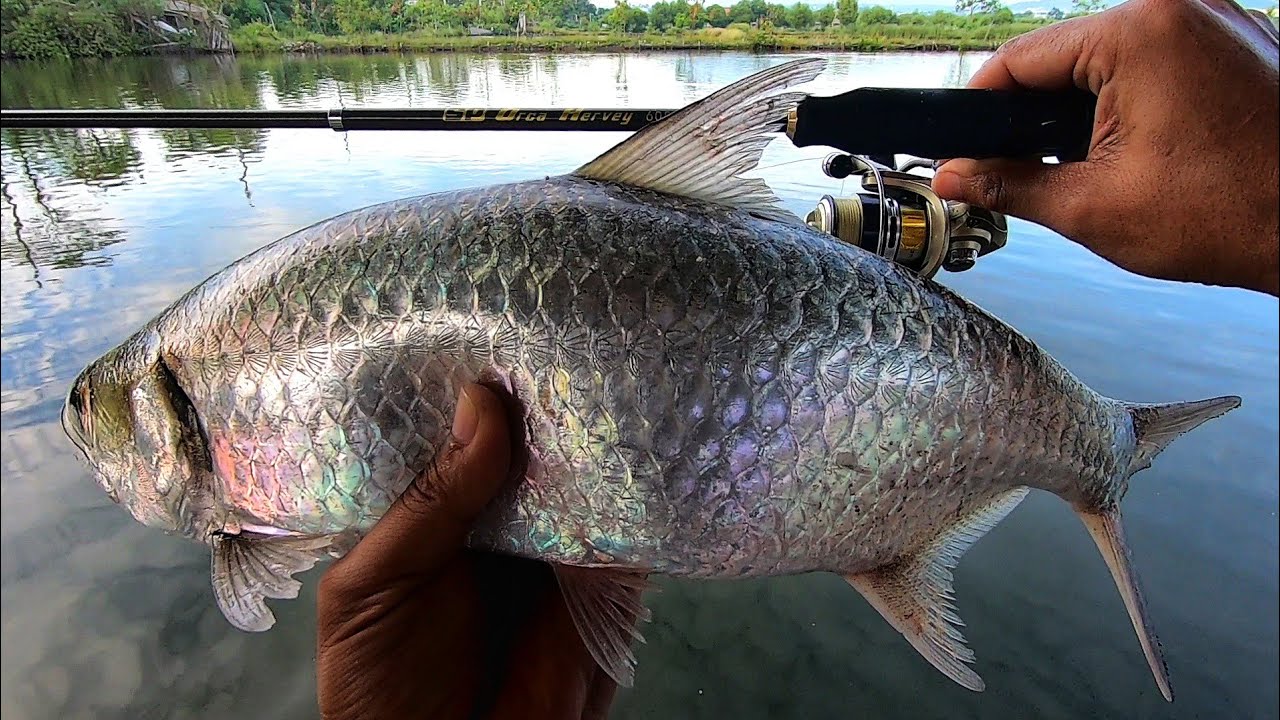 Rod Orca Telescopic Hervey UL 1-5 Lb || Unboxing, Casting Fishing and ...