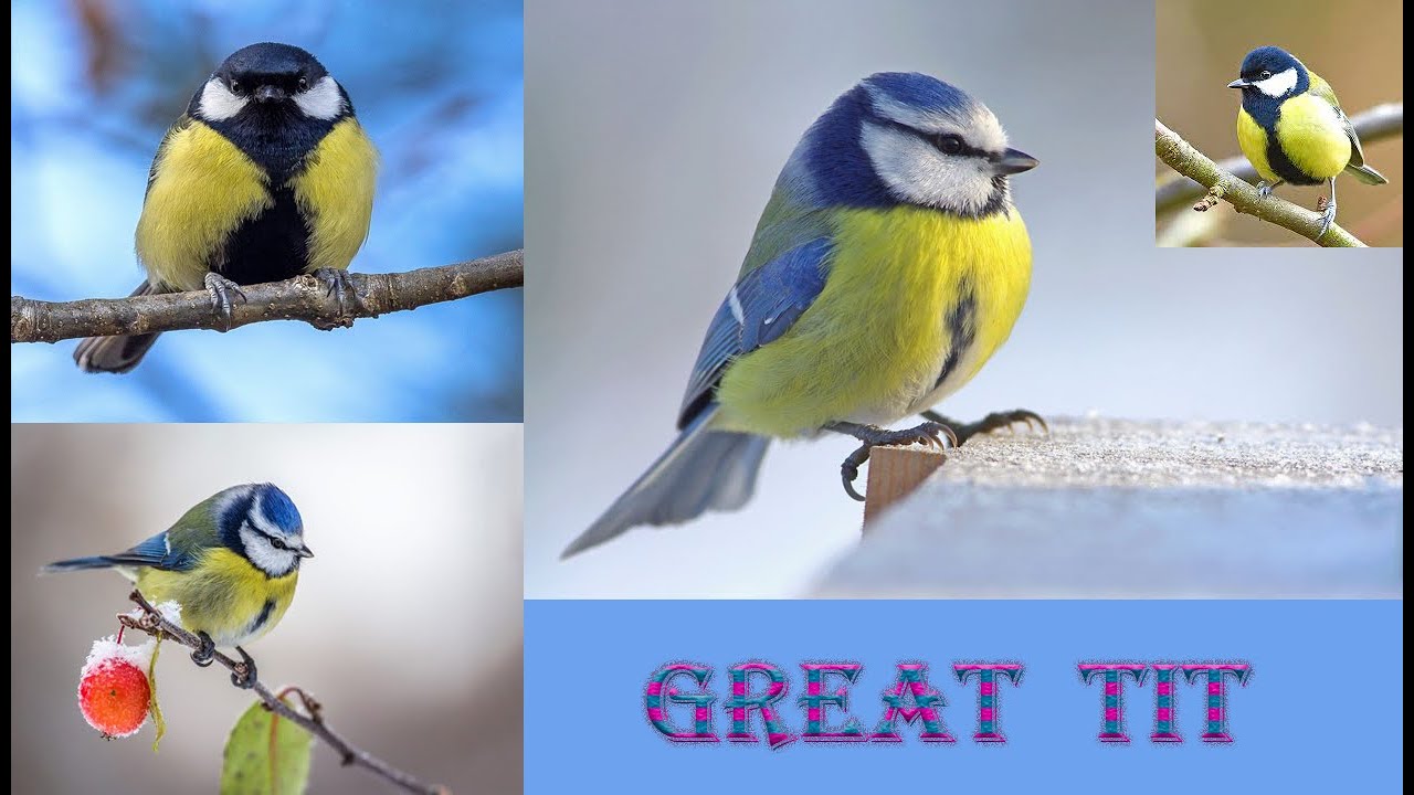 Great Tit - Birds Chirping and Singing | Great Tit Bird Call Bird Song ...