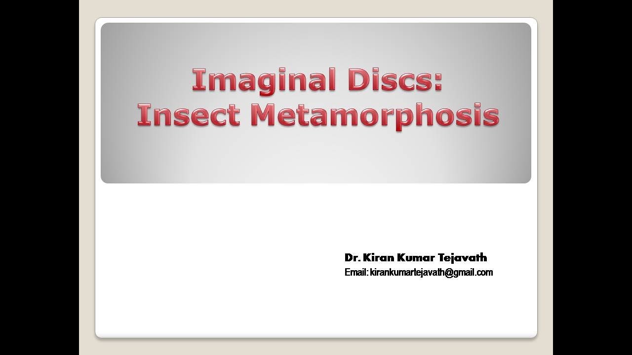 Imaginal Disc: Insect Metamorphosis - YouTube