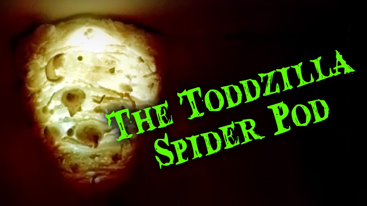 The Toddzilla Spider Pod - YouTube