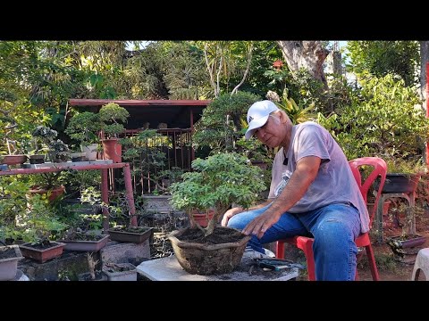 Marcotted Variegated pandakaki made into a bonsai - YouTube