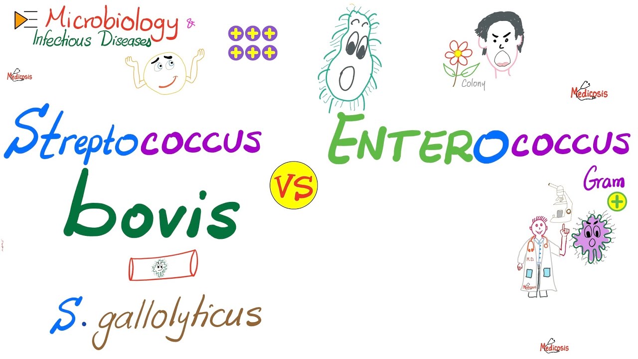 Streptococcus Bovis Identification