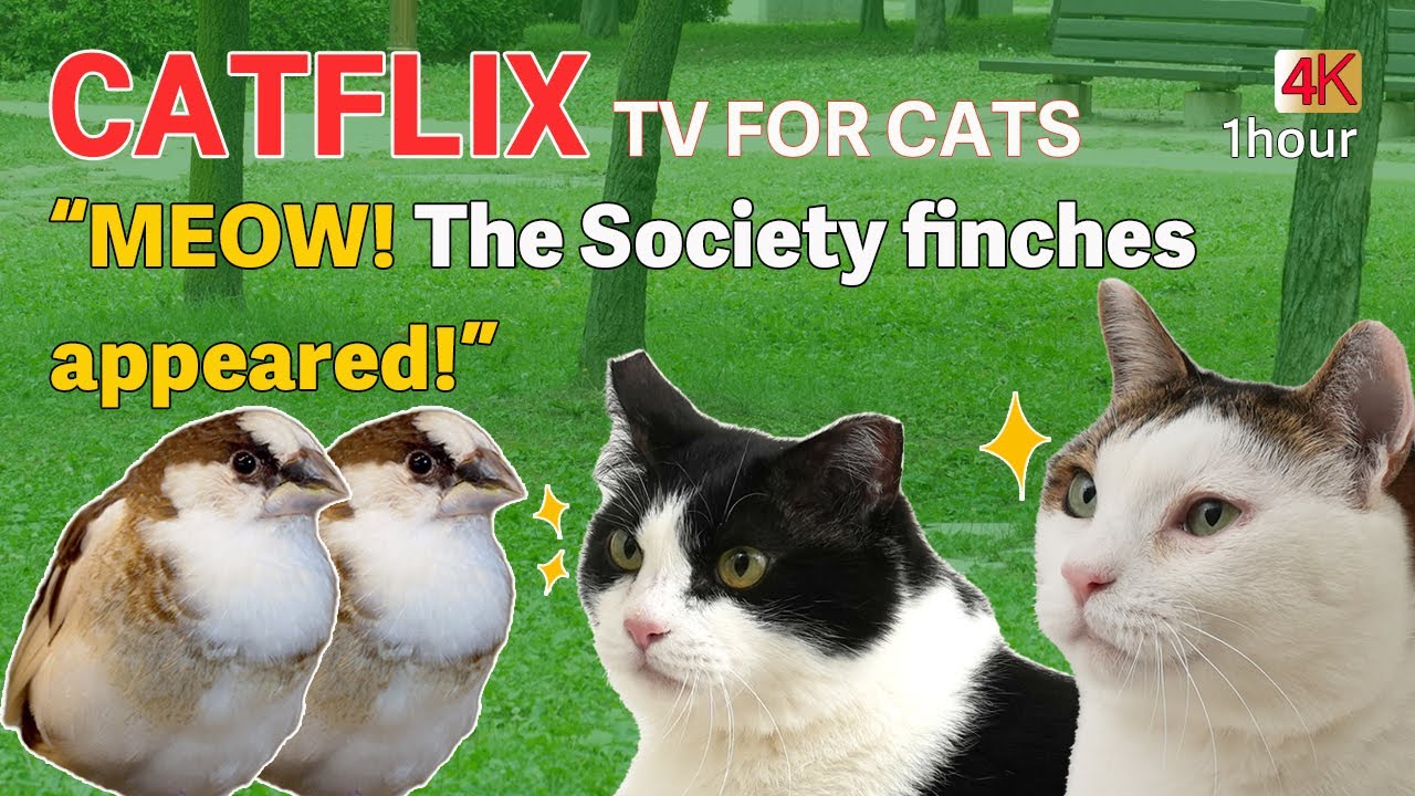TV for Cats | Watching The Society finches fly | Cat favorite video ...