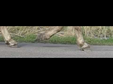 Hoof touchdown horse at trot with carriage - YouTube