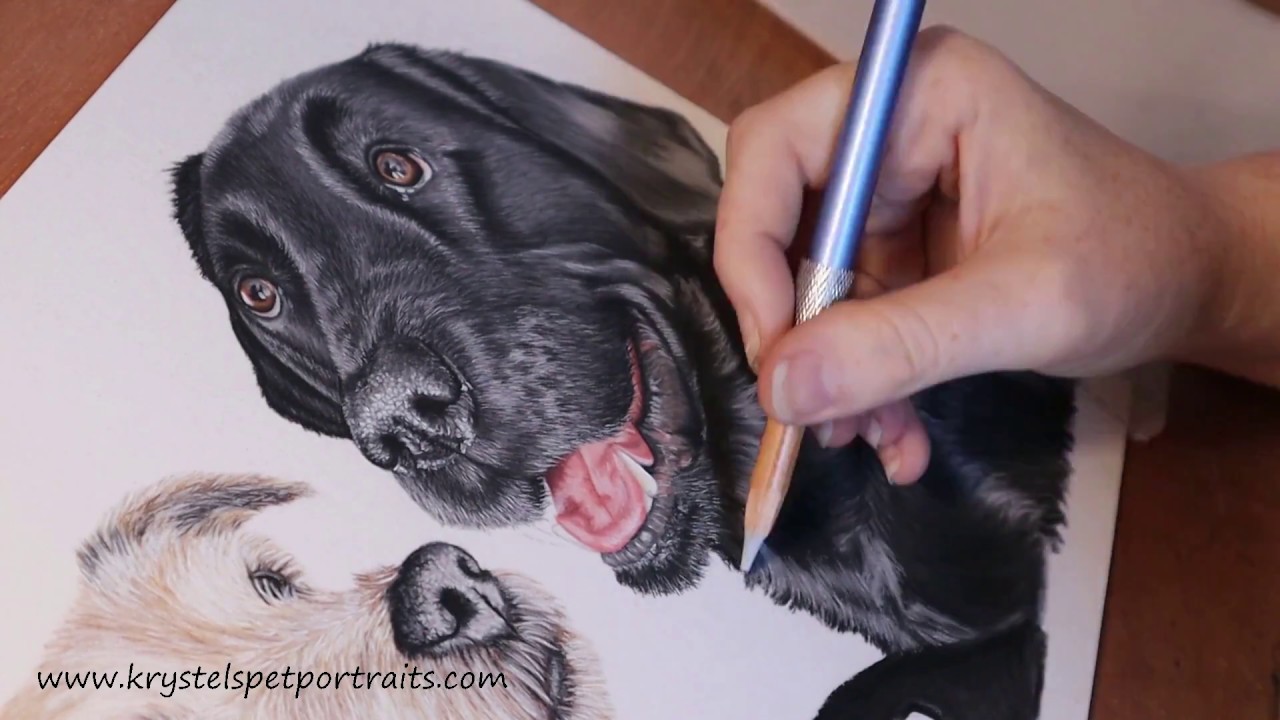 Drawing dogs in pastel - Speed drawing - YouTube