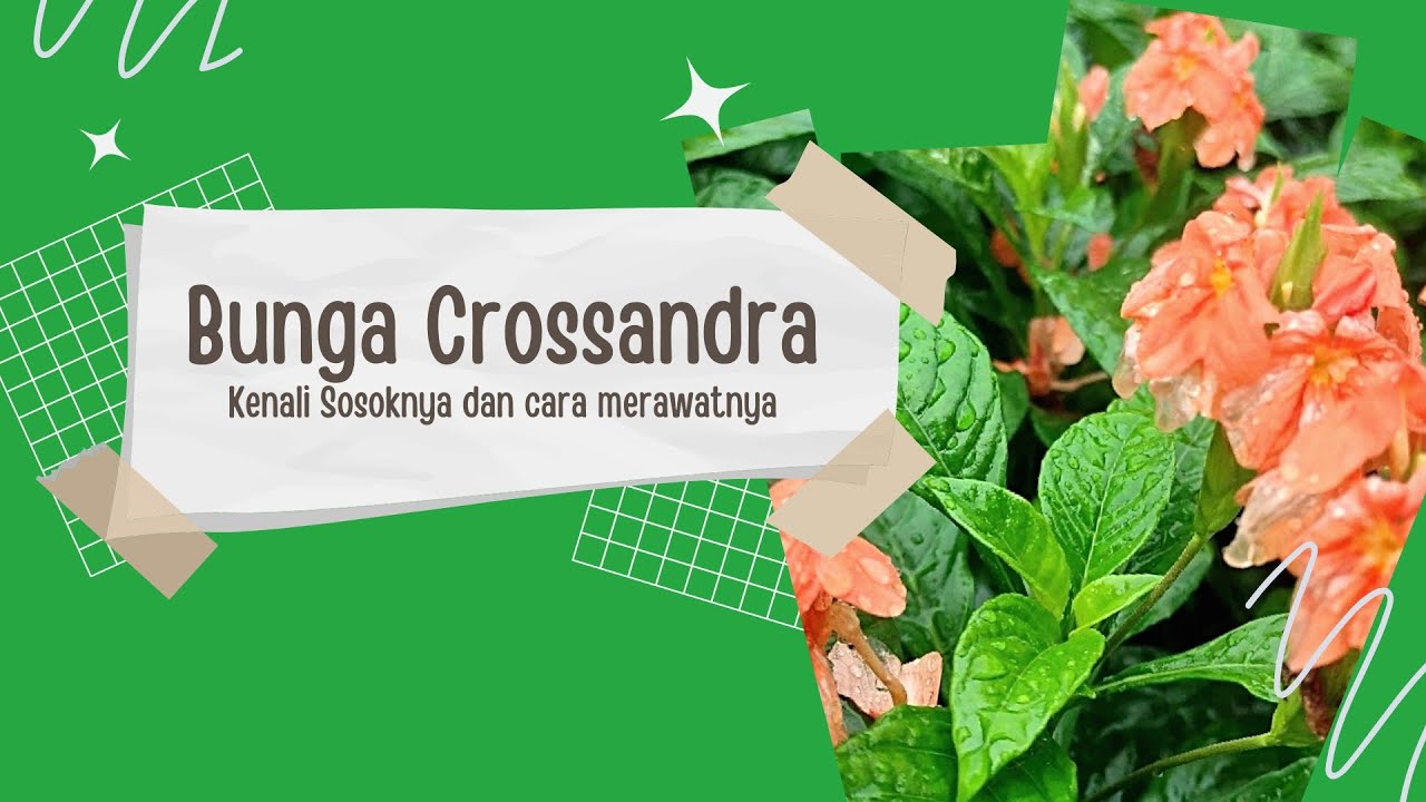 Bunga Crossandra kenali Sosoknya dan cara merawatnya - YouTube