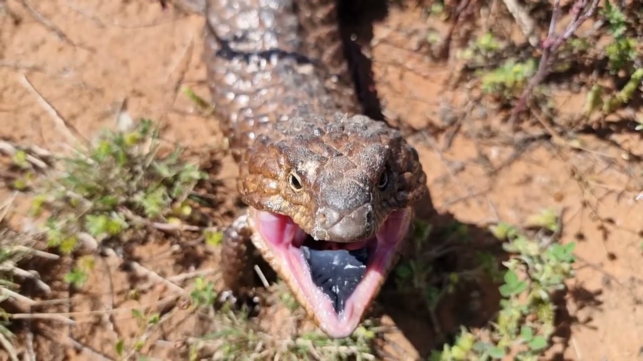 VERY angry pinecone lizard - YouTube