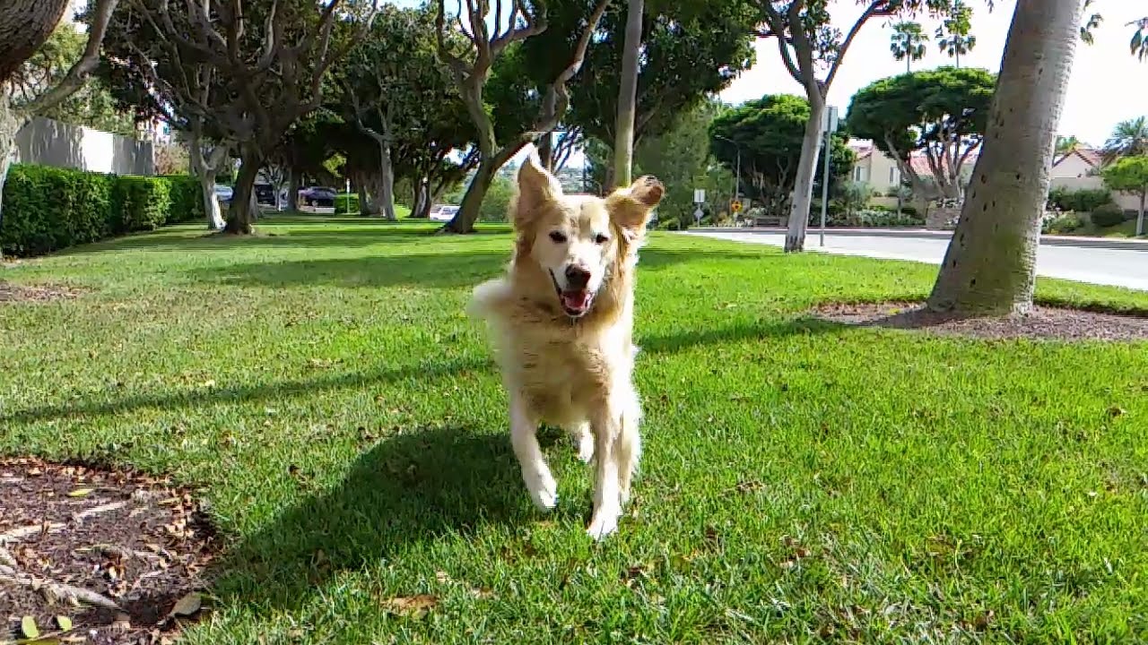 My Golden Retriever Running In Slow Motion - 1/8th Speed - Samsung ...
