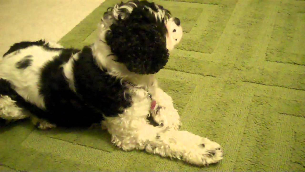 Stella the Dog - Cute Playing with Ball 2 - YouTube