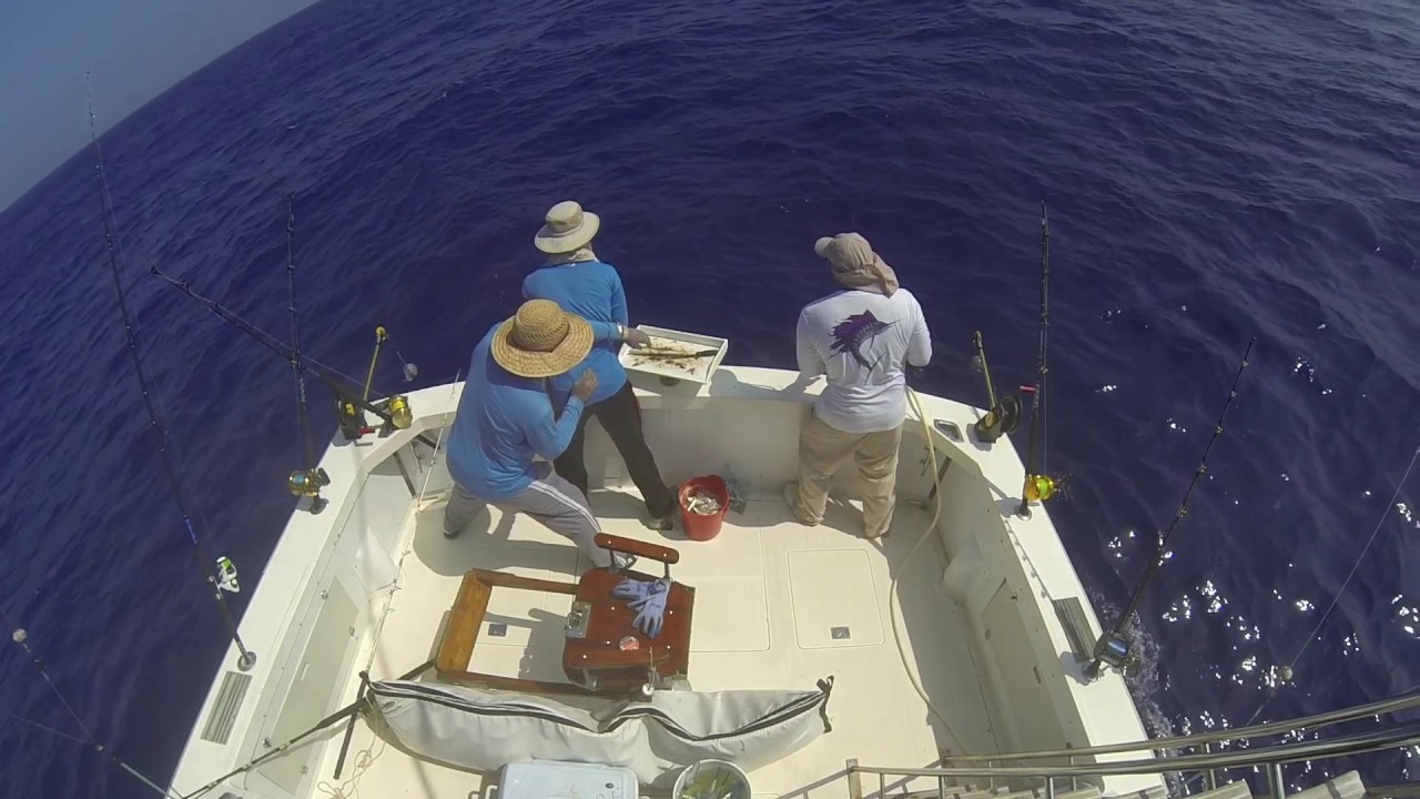 Bermuda Catching Bait Jacks and Scad (Speedos or Ocean Robins or Cigar ...
