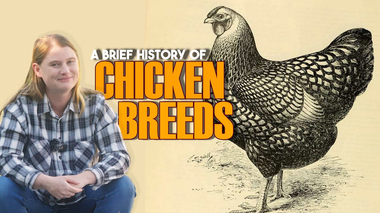 A Brief History of Chicken Breeds - YouTube