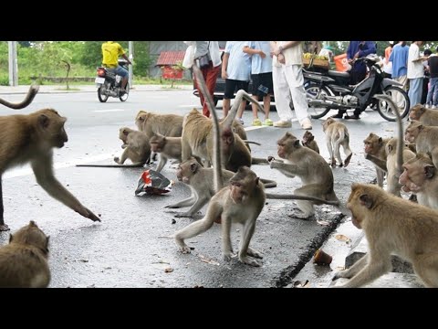 Real action wild monkey family run for food on the highway - YouTube