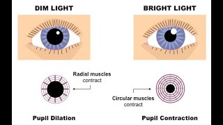The Human Eye Structure And Function Grade 12 Life Sciences Thundereduc ...
