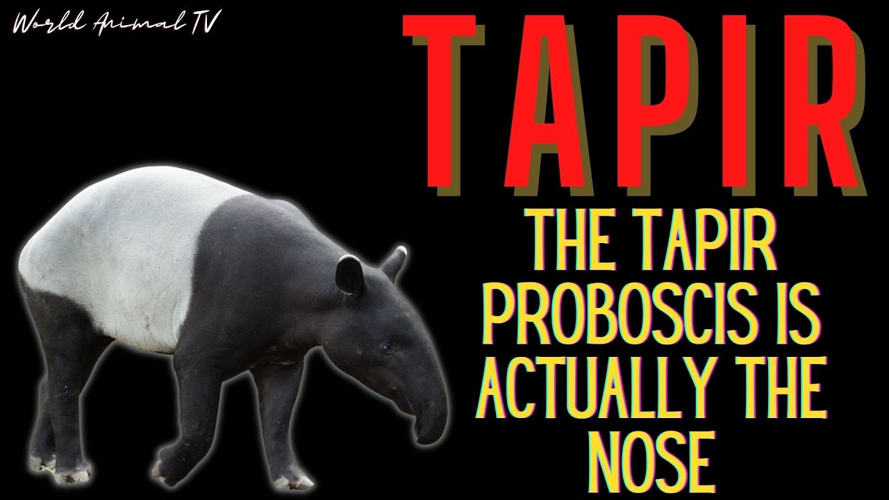 Tapir, proboscis is actually the nose - YouTube