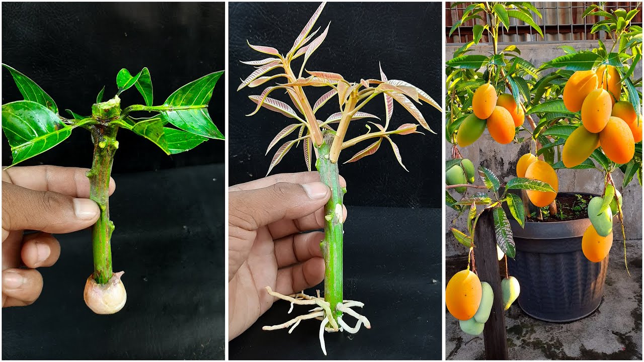 Best technic for growing mango tree at home || Easy method of gardening ...