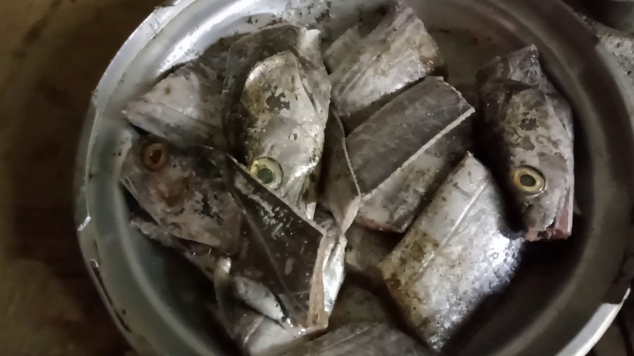 Dreid fish hasa2 with ispada isda - YouTube