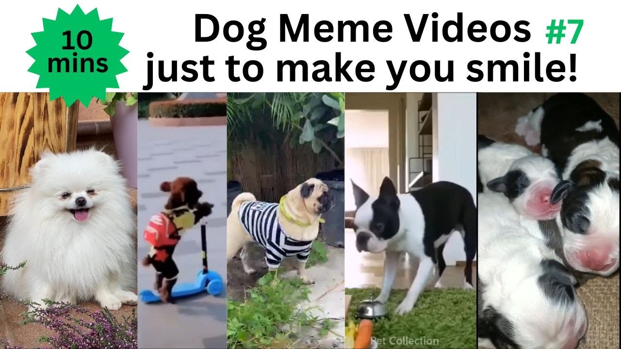 #7 Funny Dog meme videos to make you smile. Just because. Random ...