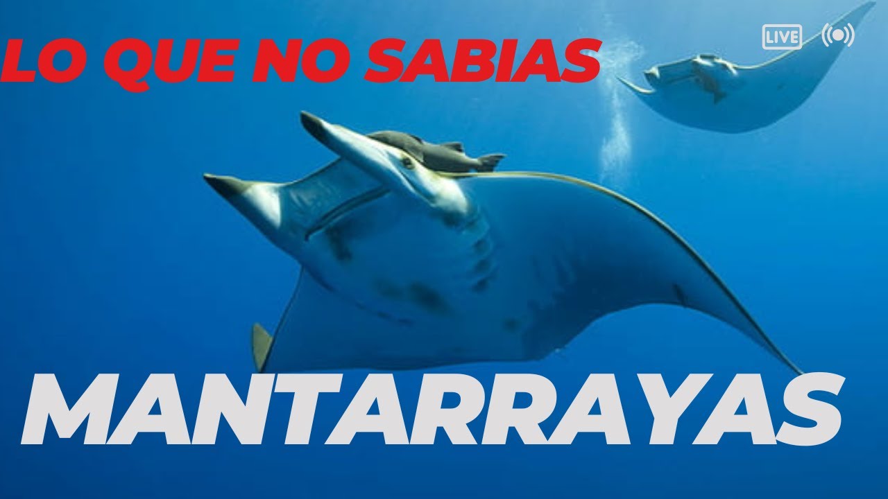 Curiosidades y datos de las Mantarrayas - YouTube