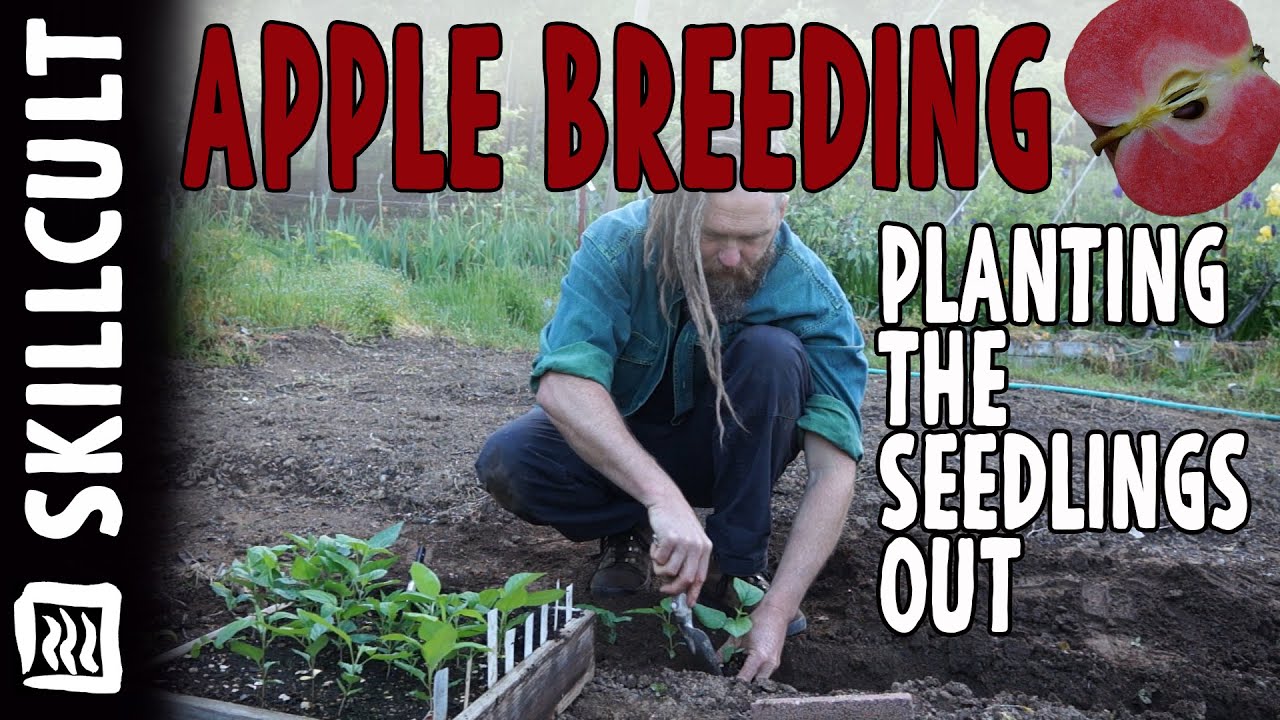 Apple Breeding, Planting out the Seedlings - YouTube