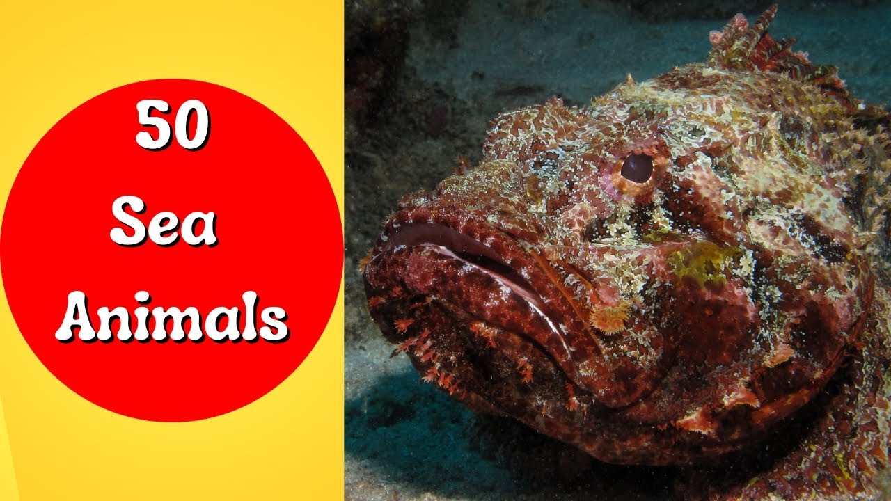 Top 50 Sea Animals | Learn Sea Animals for Kids, Preschoolers and ...