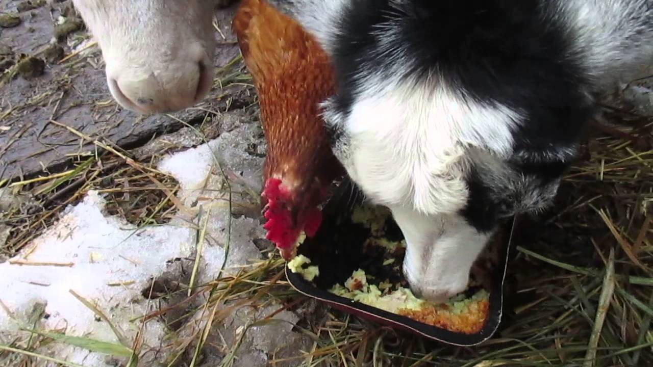 Goat & Chicken eat food together Addie Acres - YouTube