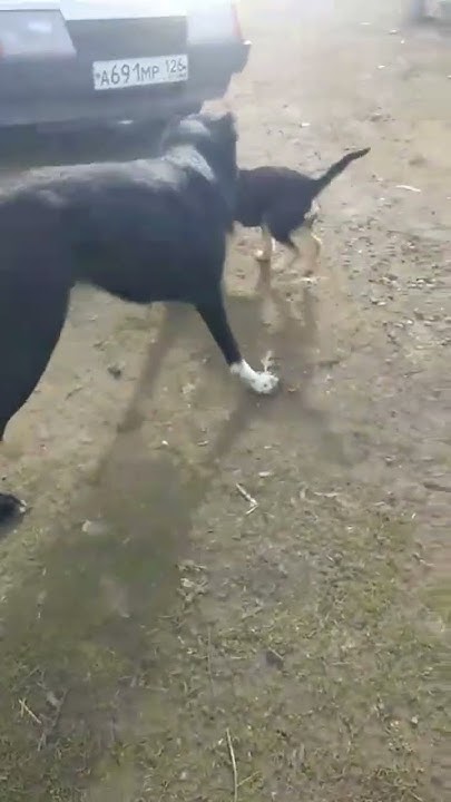 Альфа и Ральф😻 #фермерскоехозяйство #farm #собака #природа - YouTube