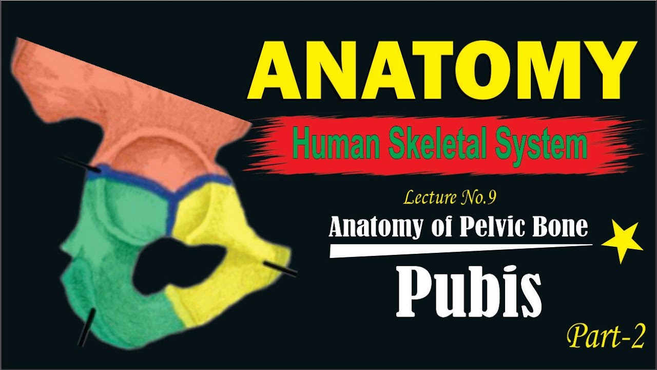 Pubic Bone Anatomy | Anatomy of Hip Bone | Features of Pubic Bone ...