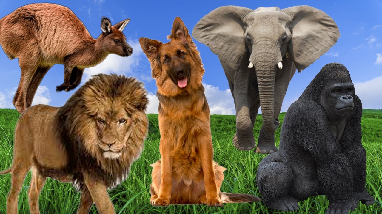 Animals are living creatures that are useful to humans: horses, bears ...