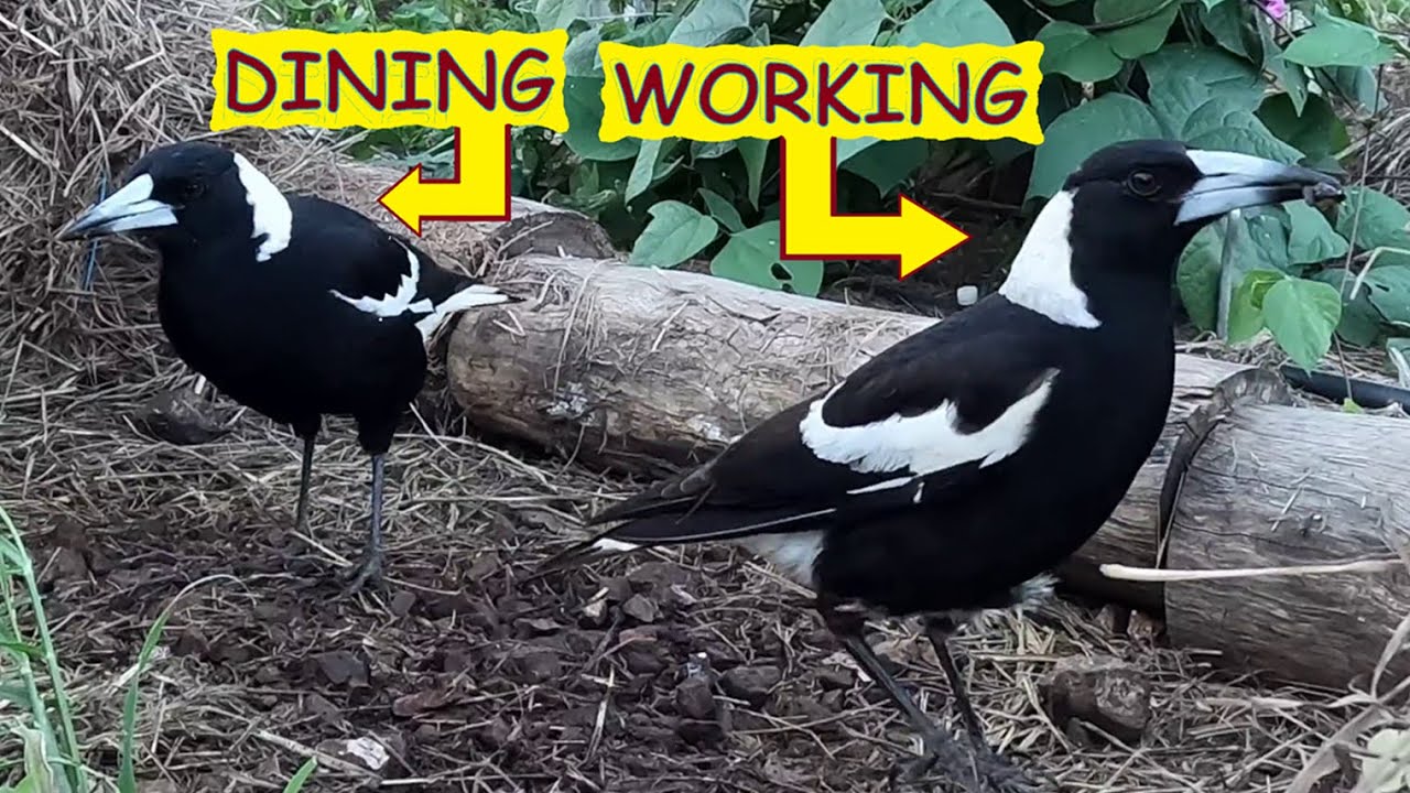 Lady magpie comes for multiple visits collecting for chicks; he comes for dinner - Australian ...