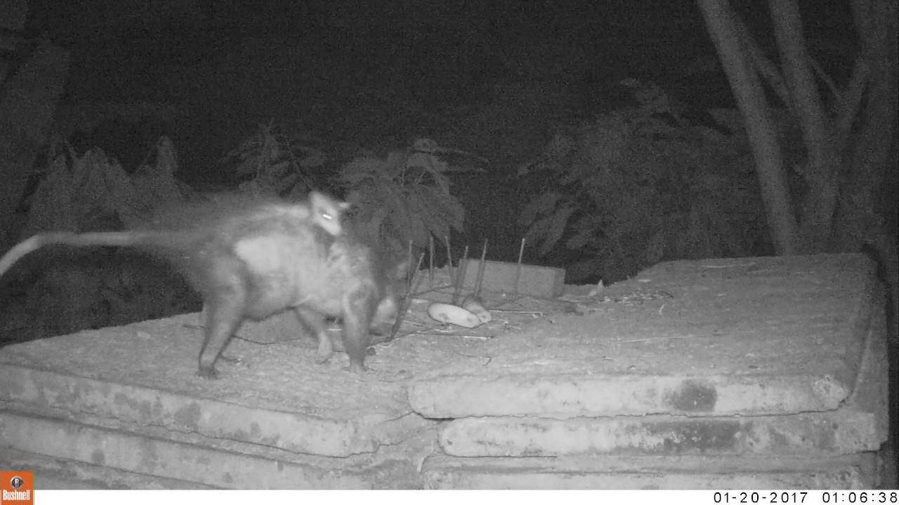 Common Opossum, Didelphis marsupialis - YouTube