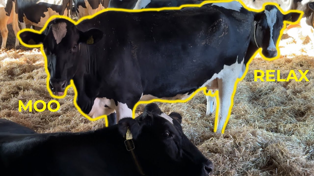 COW RELAX 🐮 Relaxation time | World Amazing - YouTube