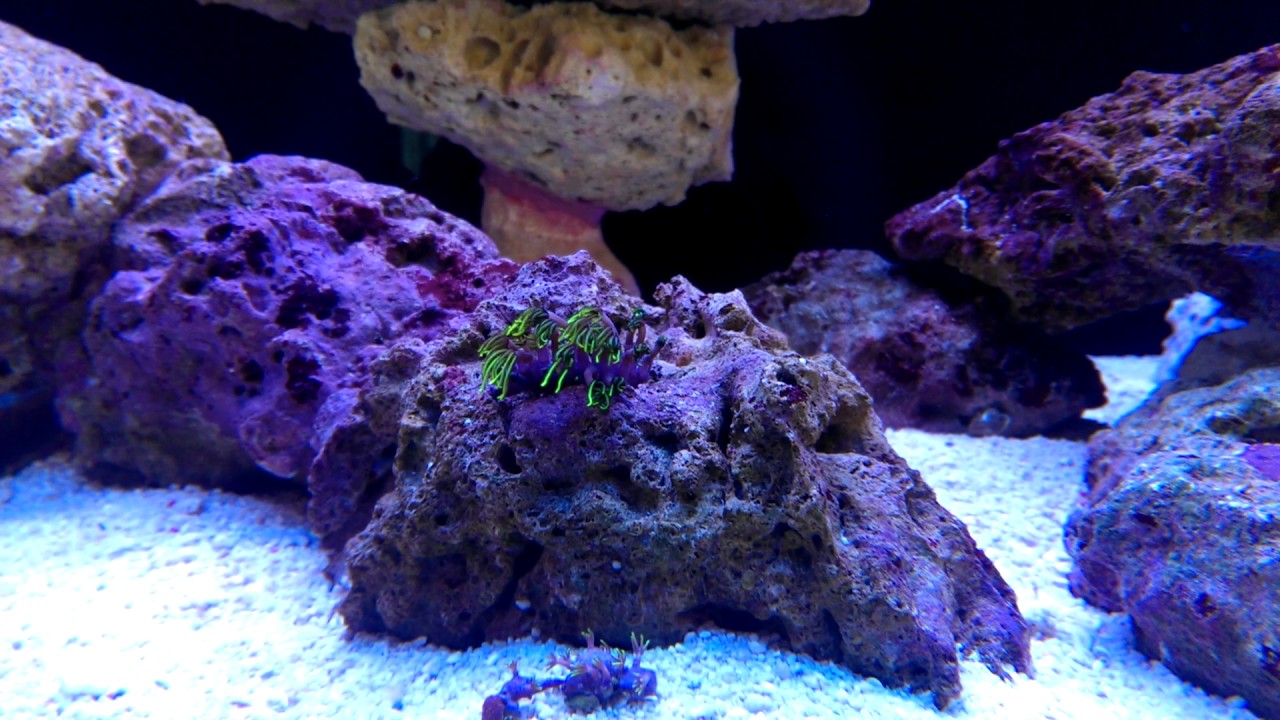My 110 gallon reef tank - GSP coral frag - YouTube