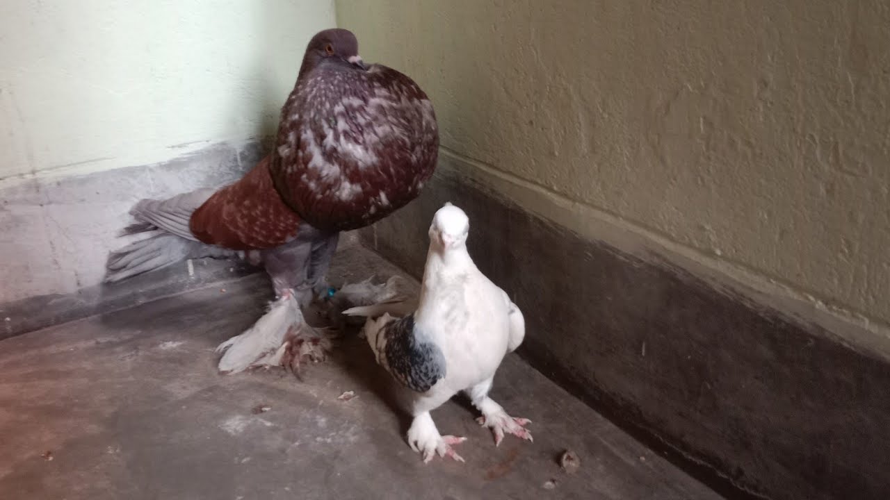 #Cosumix_Plus_vet) #কসুমিক্স_প্লাস_ভেট_কবুতরের_ঠান্ডার_খুব-কায্যকরি_ঔষধ ...