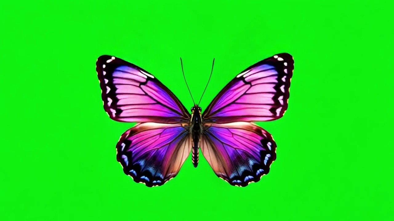 Butterfly Green Screen - YouTube