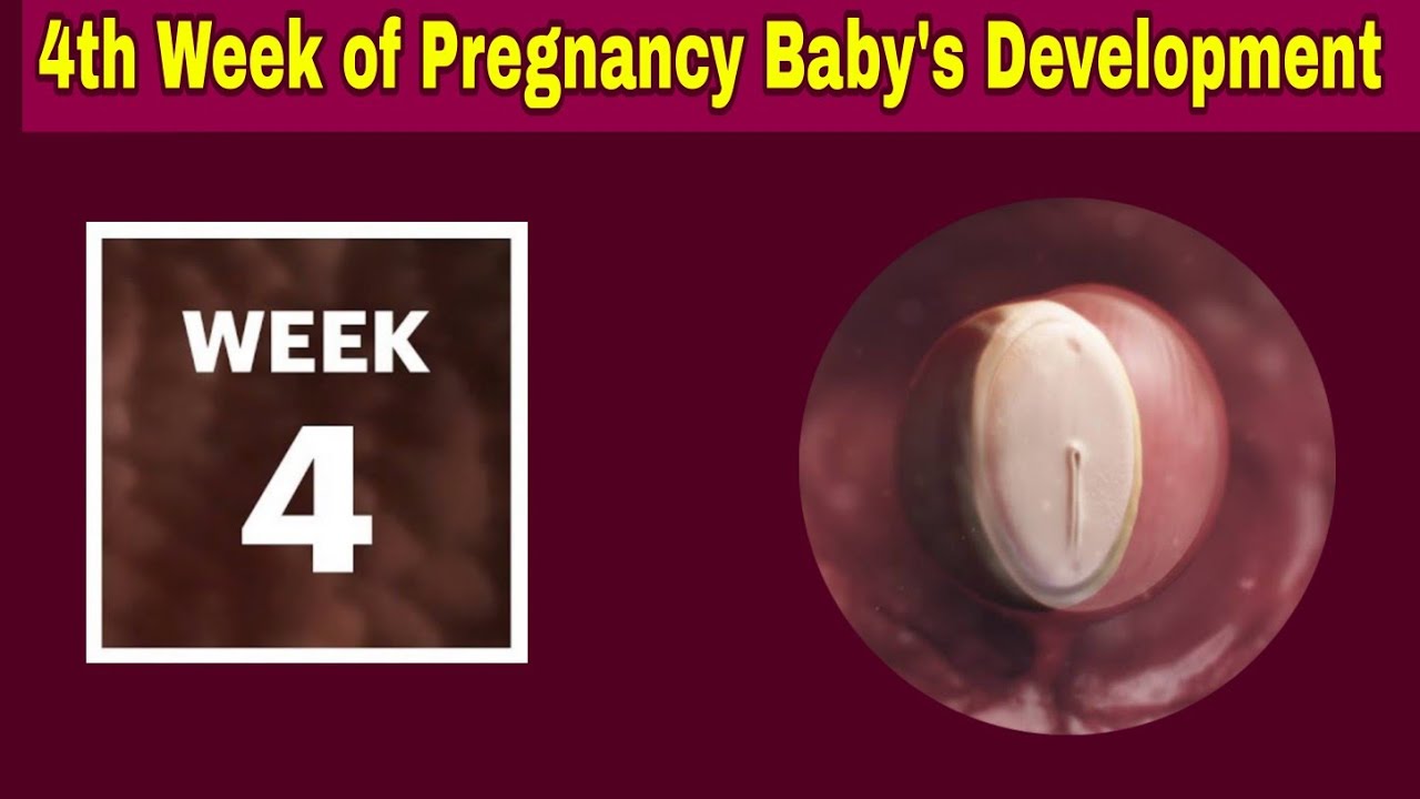 4th Week of Pregnancy Symptoms, Changes & Baby Development | 4th Week ...