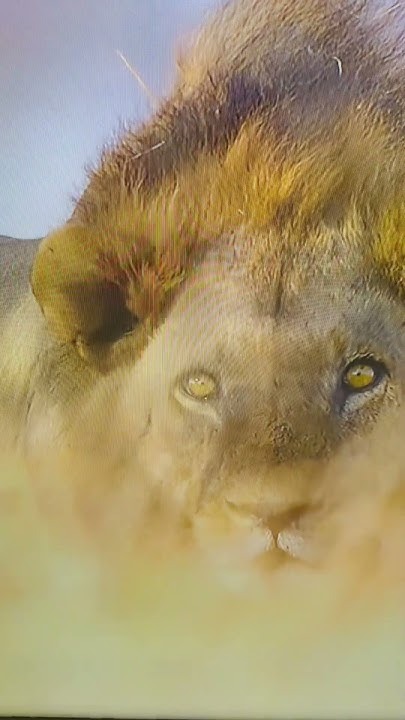 Wild world - YouTube